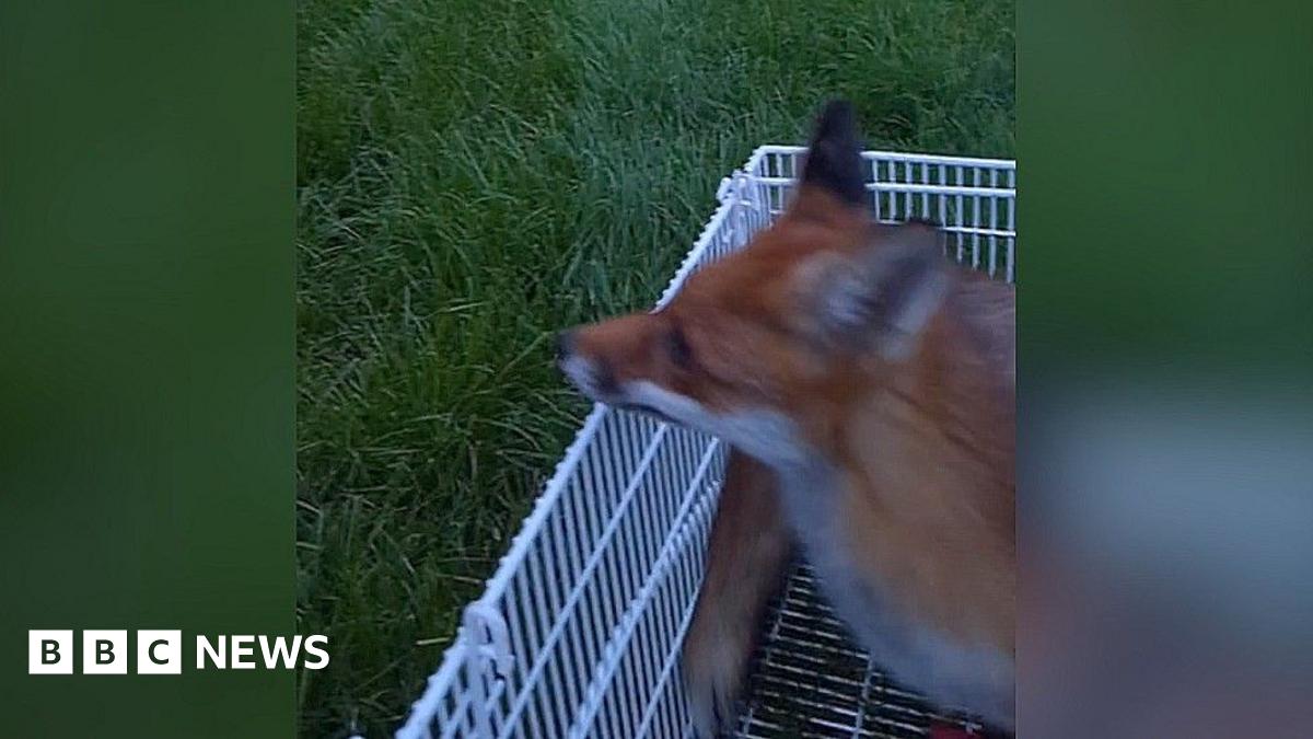 Somerset RSPCA warning as fox found trapped in netting - BBC News