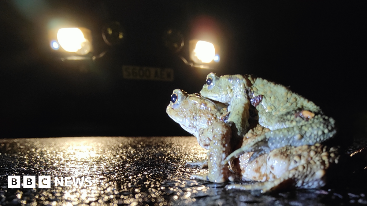 Warminster road closure to protect migrating toads welcomed - BBC News