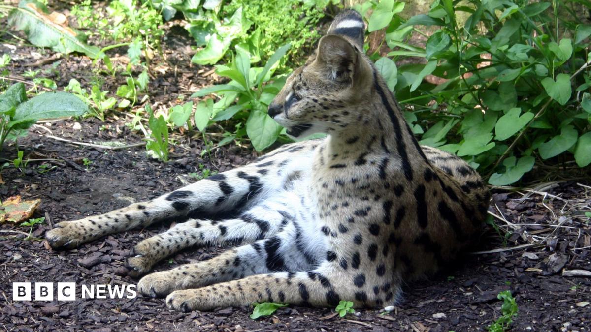 Serval cat back home in Plymouth after suspected break-in - BBC News
