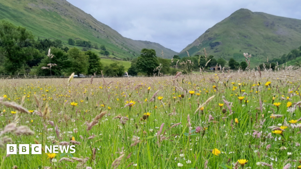 Why were acres of hay meadows restored in the Lake District? - BBC News