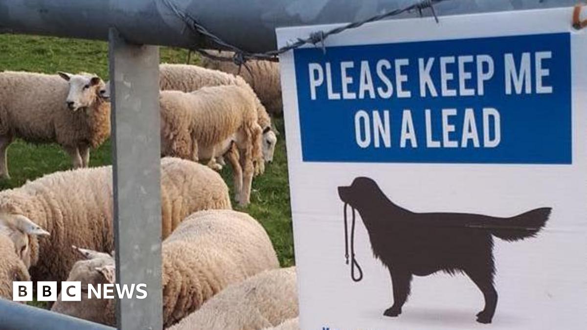 Compensation for Warwickshire farmers after dogs killed sheep - BBC News