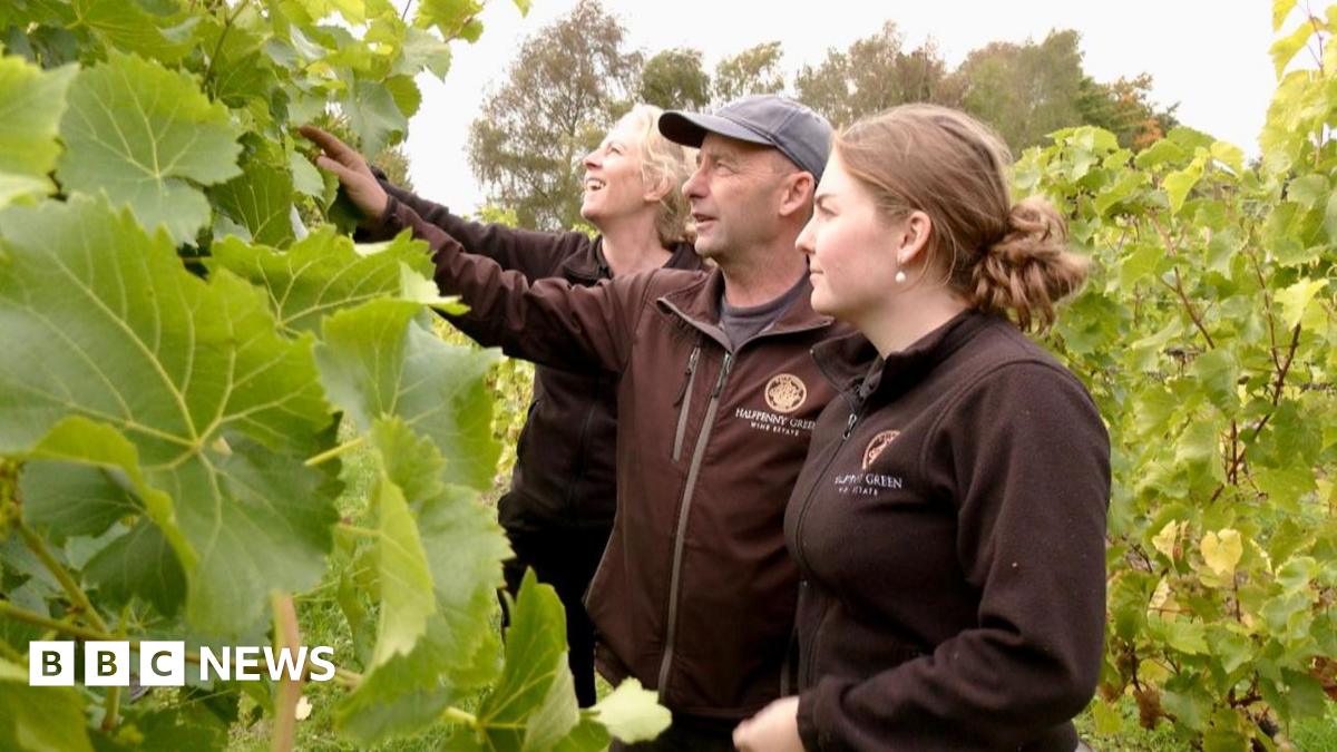 Warm weather creates bumper harvest at vineyard - BBC News