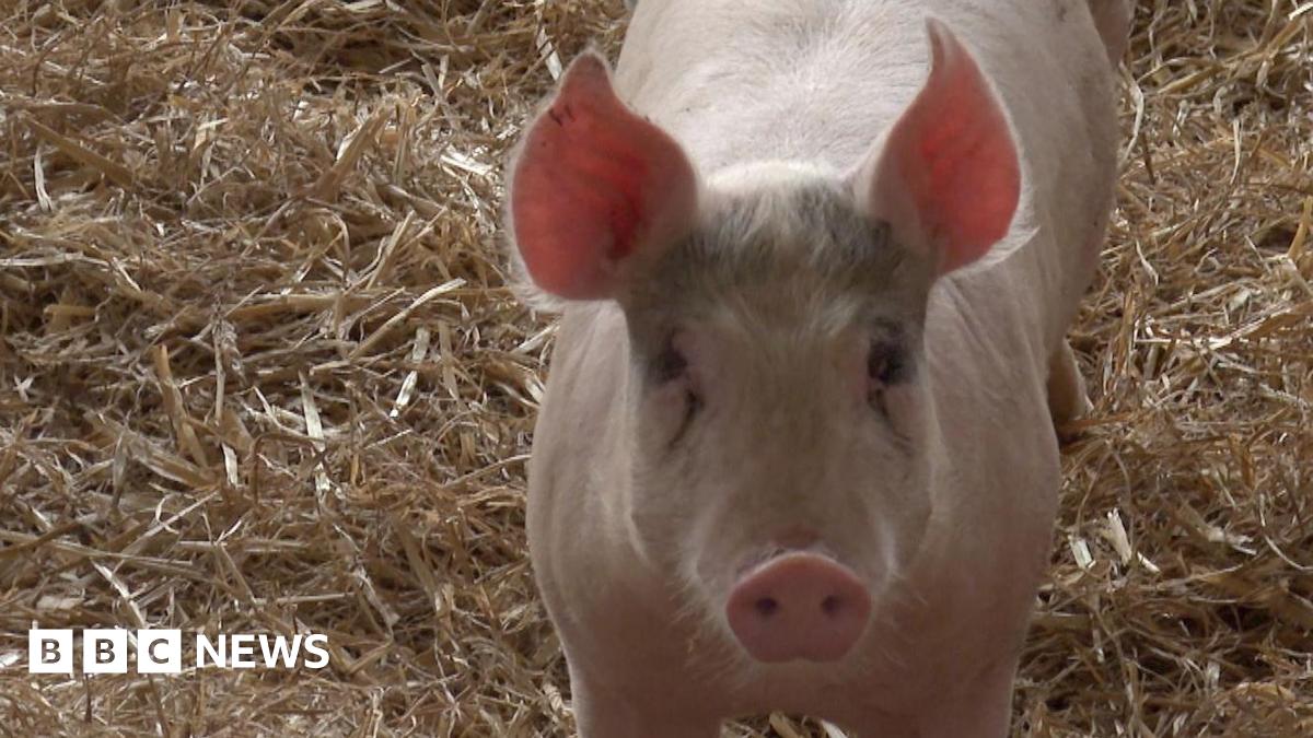WWF charity objects to Stow Bedon pig farm's planning changes - BBC News