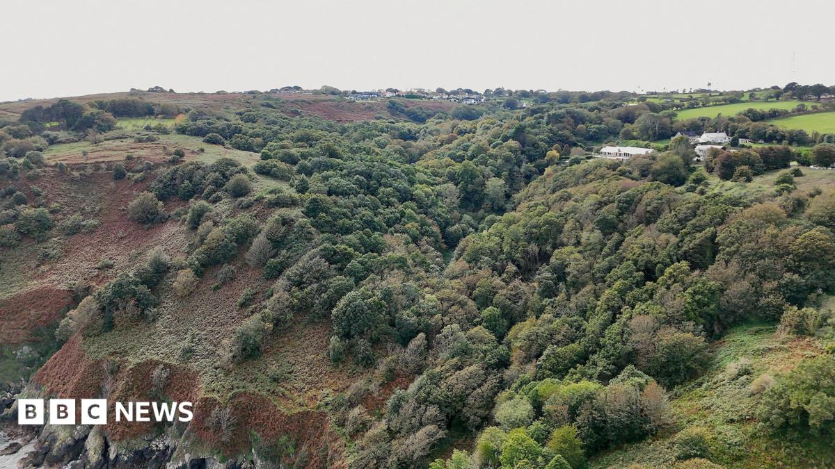 Popularity of Jersey's Egypt Woods taking its toll, meeting hears - BBC ...