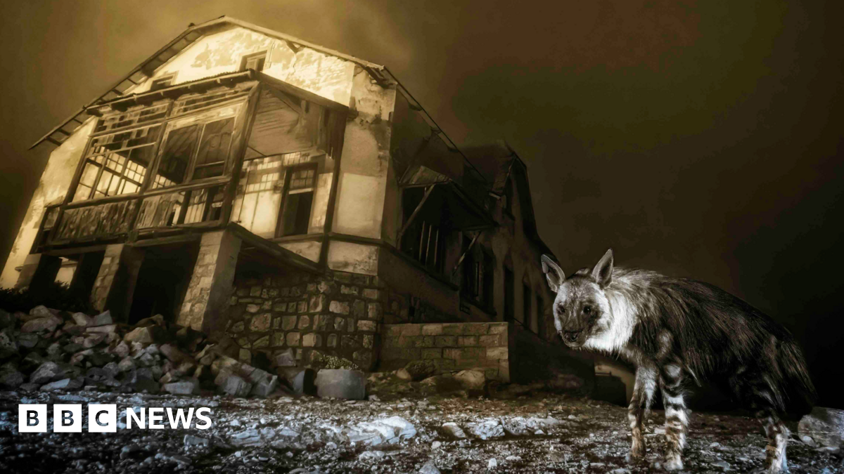 Rare Hyena Photo Wins Wildlife Photographer of the Year - News Usa Today