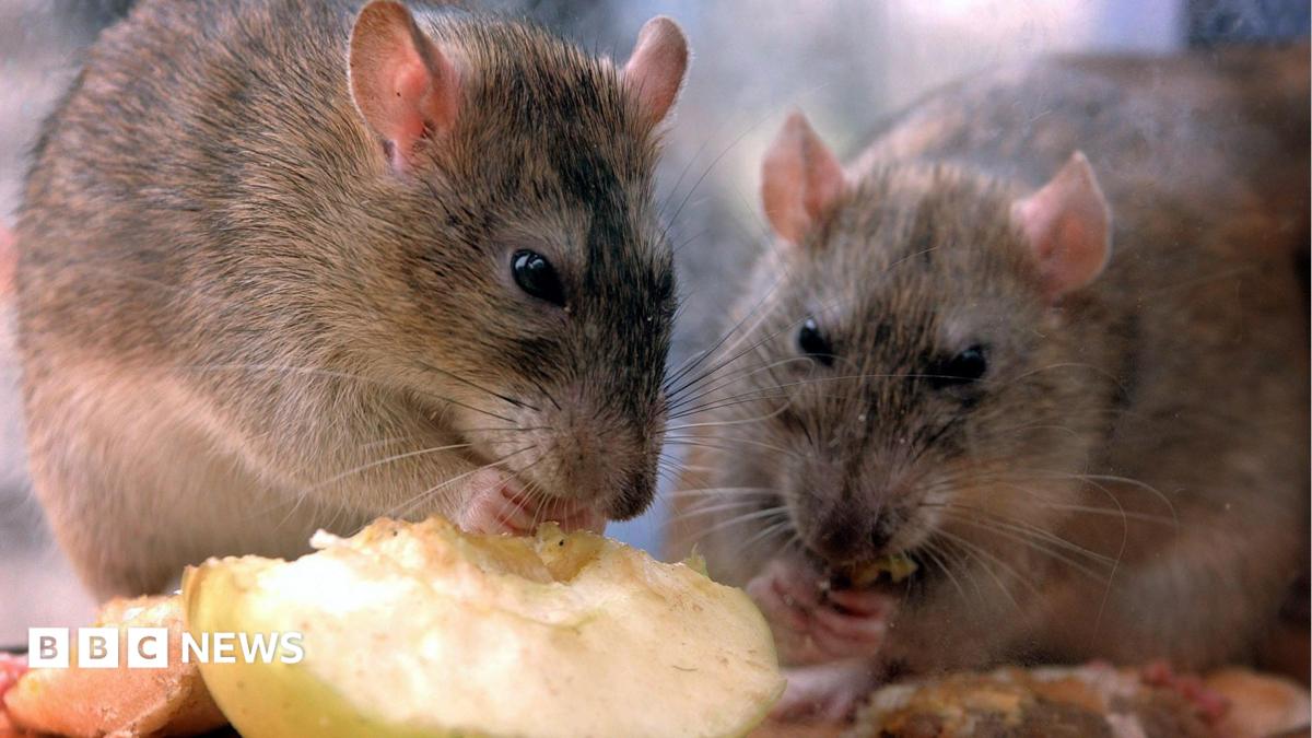 Rat infestation forces Northampton mother to live with friends - BBC News