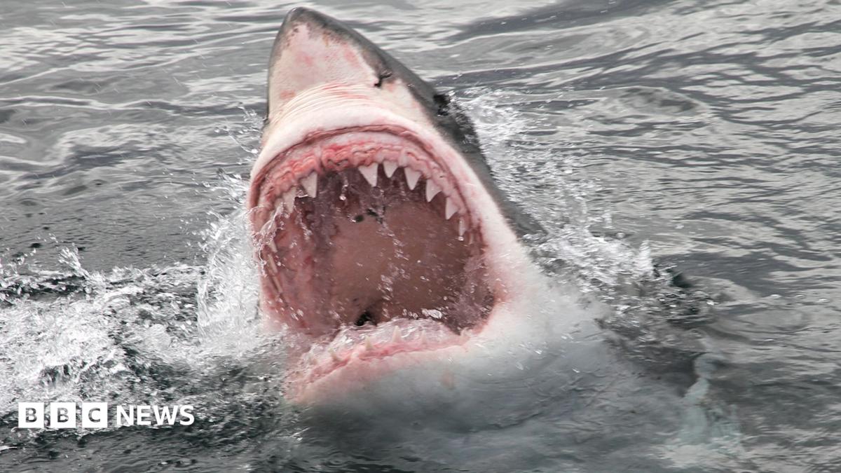 Something In The Water? Why we love shark films - BBC News