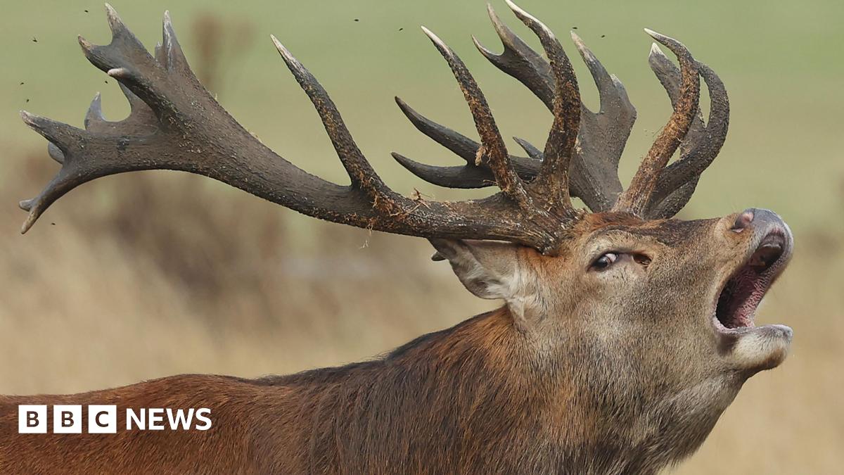 Rutting stags can be dangerous, Royal Parks warn - BBC News