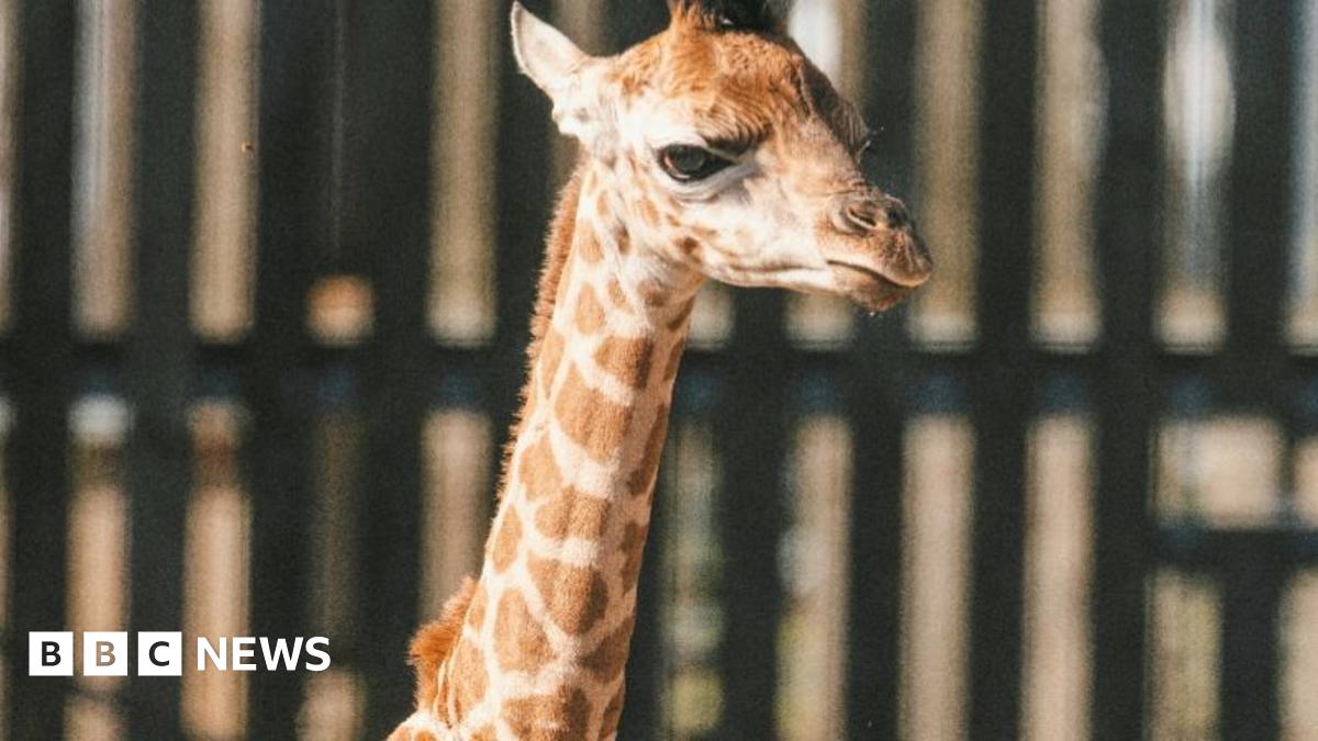 Baby giraffe born at North Yorkshire Flamingo Land attraction - BBC News