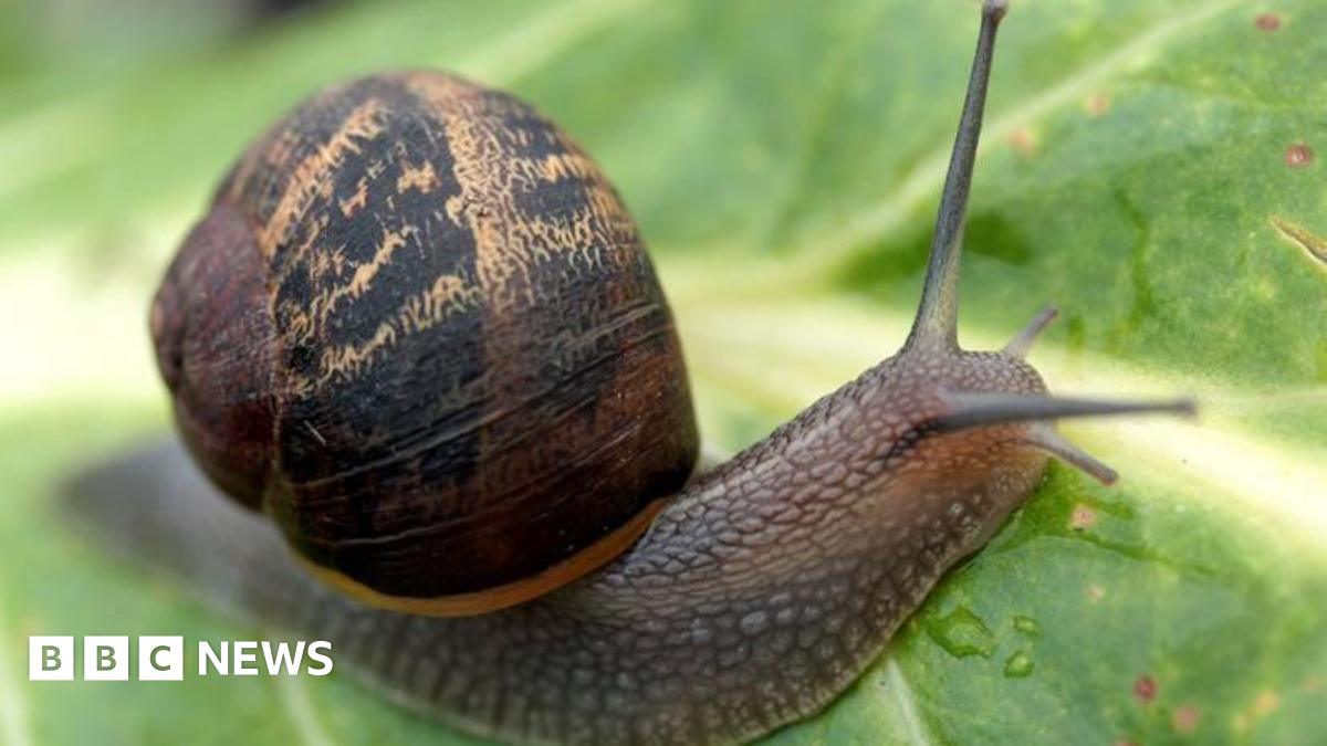 Snails eating mail in Lewdown village postbox - BBC News