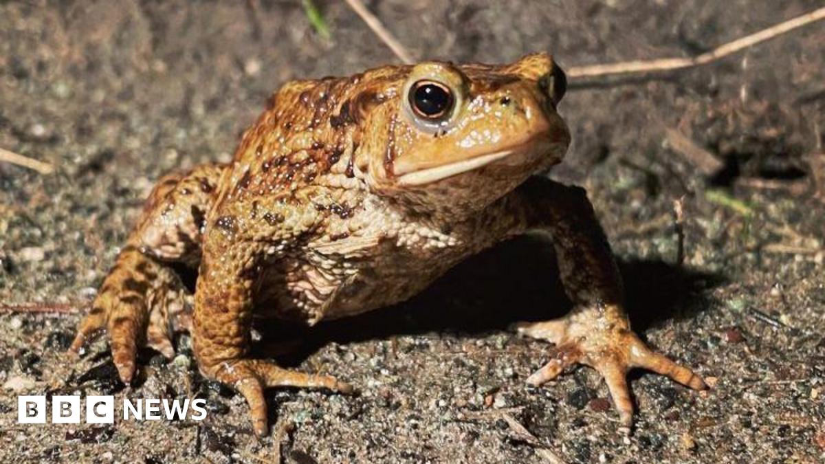 Ellesmere patrols begin to help toads cross the roads - BBC News