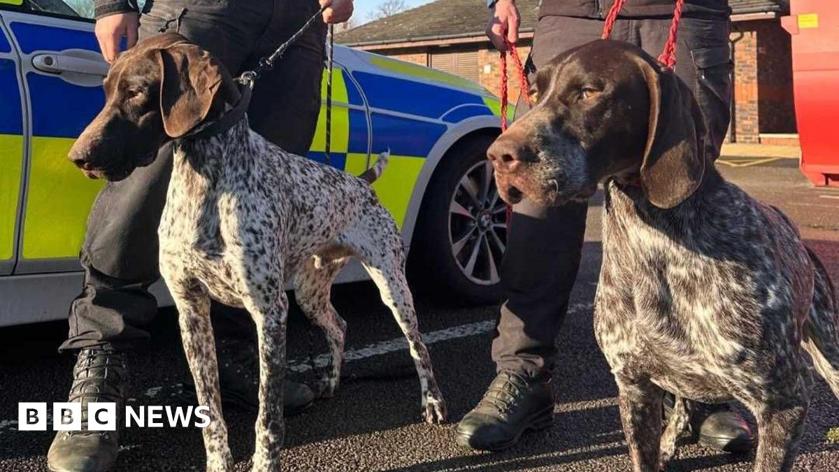 Humberside Police dogs to work alongside online investigation team - BBC News
