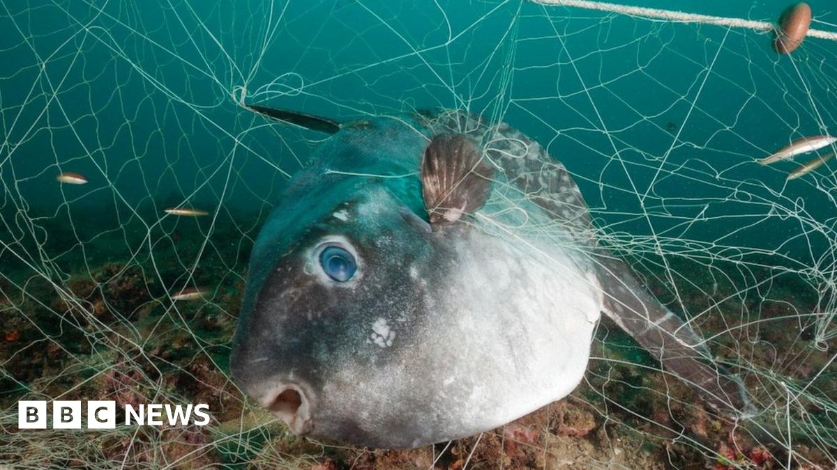 Is Netflix's Seaspiracy film right about fishing damaging oceans? - BBC ...