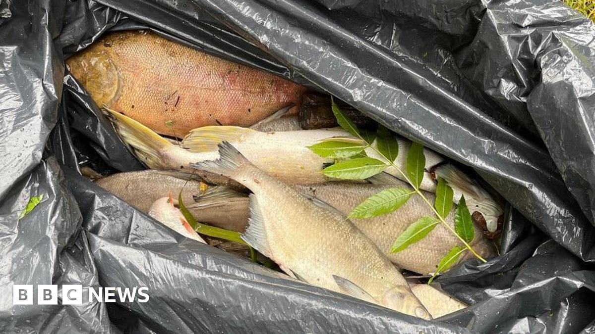 Warning after hundreds of fish die at nature reserve - BBC News