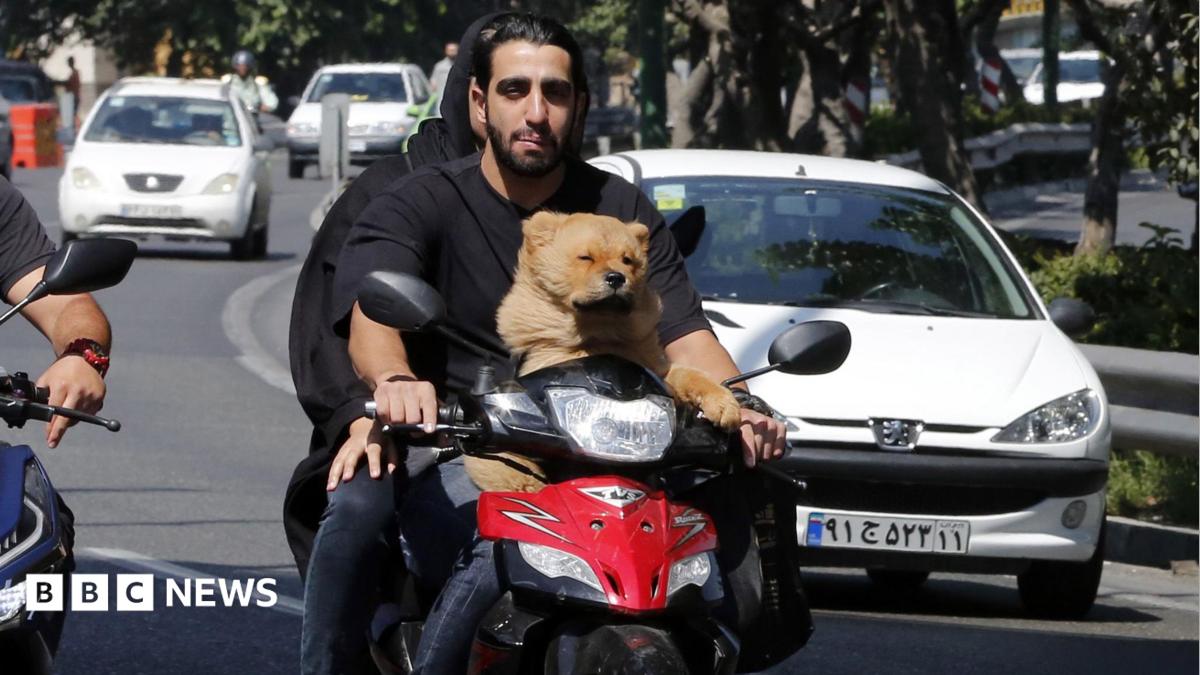 Iran expands dog-walking ban beyond Tehran - BBC News