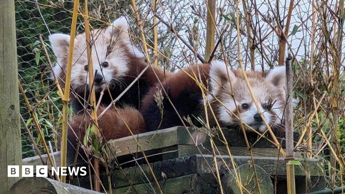 Devon zoo announces arrival of red panda twins - BBC News