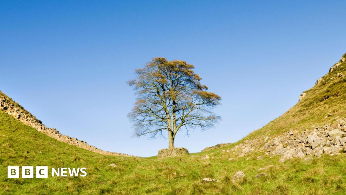 Counting rings reveals Sycamore Gap tree age range - BBC News