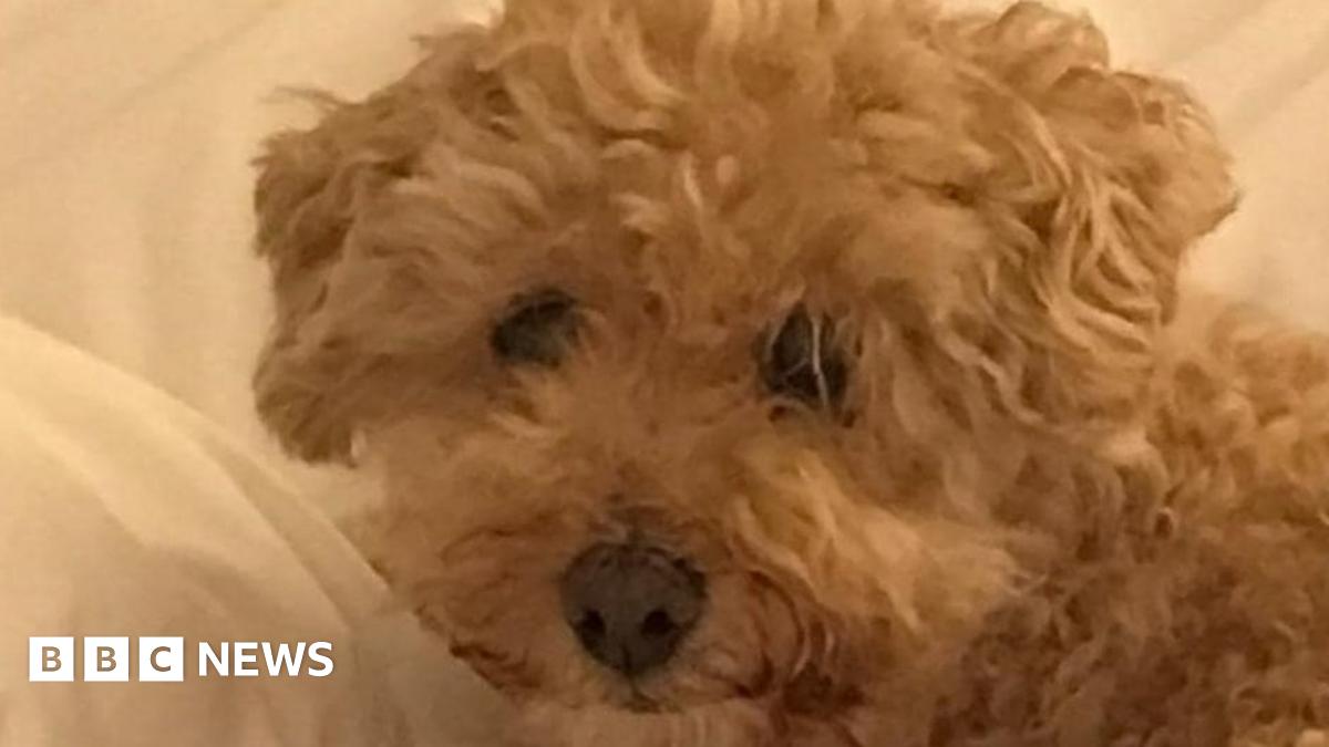 ManxSPCA tells pet owners not to 'panic' over bird attack on dog - BBC News