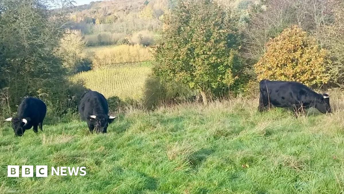 Canterbury: Cattle returned to historic site after 60 years - BBC News