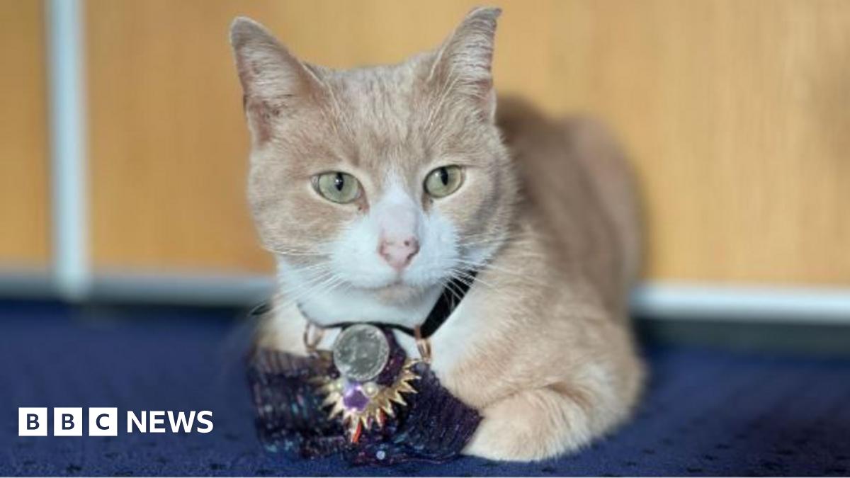 Thomas the Ramsey Town Cat's popularity celebrated with award - BBC News