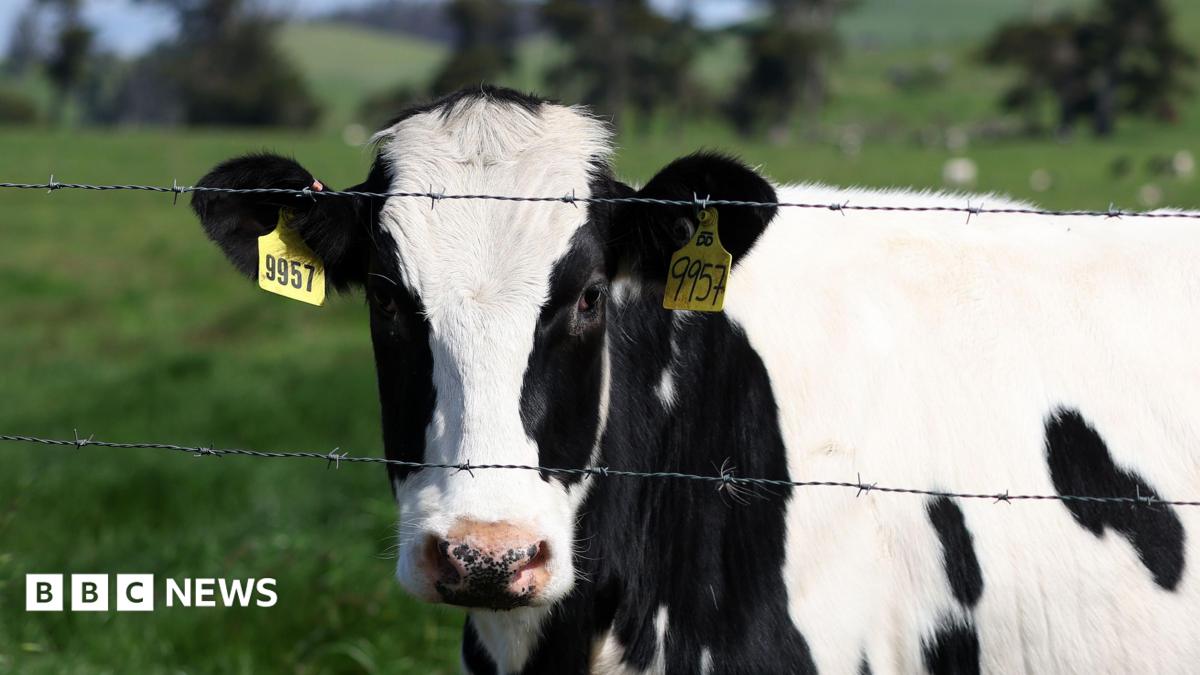 Suspect chased by cows in Hambleton during run from police - BBC News