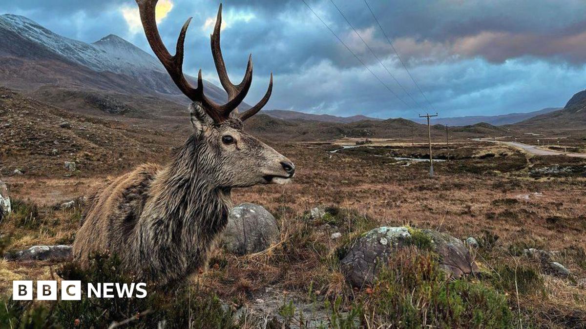Torridon's Callum the Stag put down after welfare concerns - BBC News
