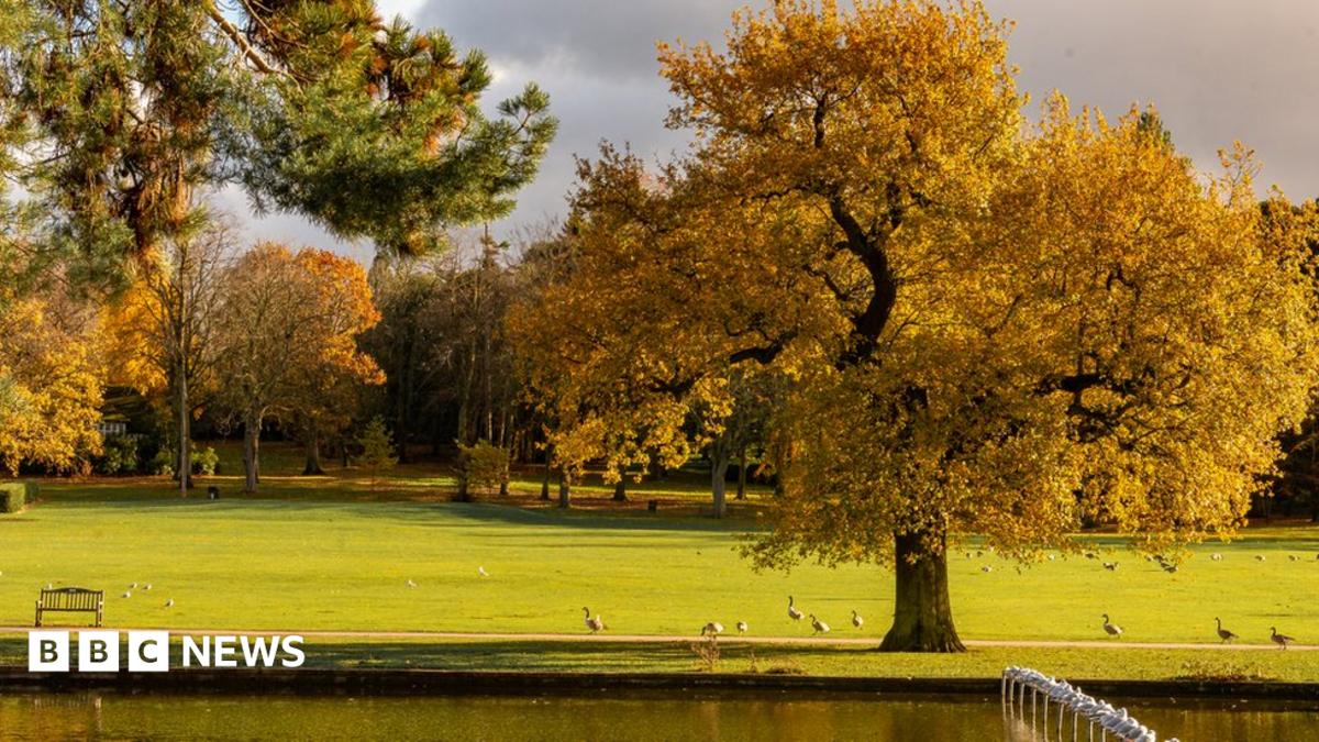 Birmingham trees deliver nearly £4m of health benefits - BBC News