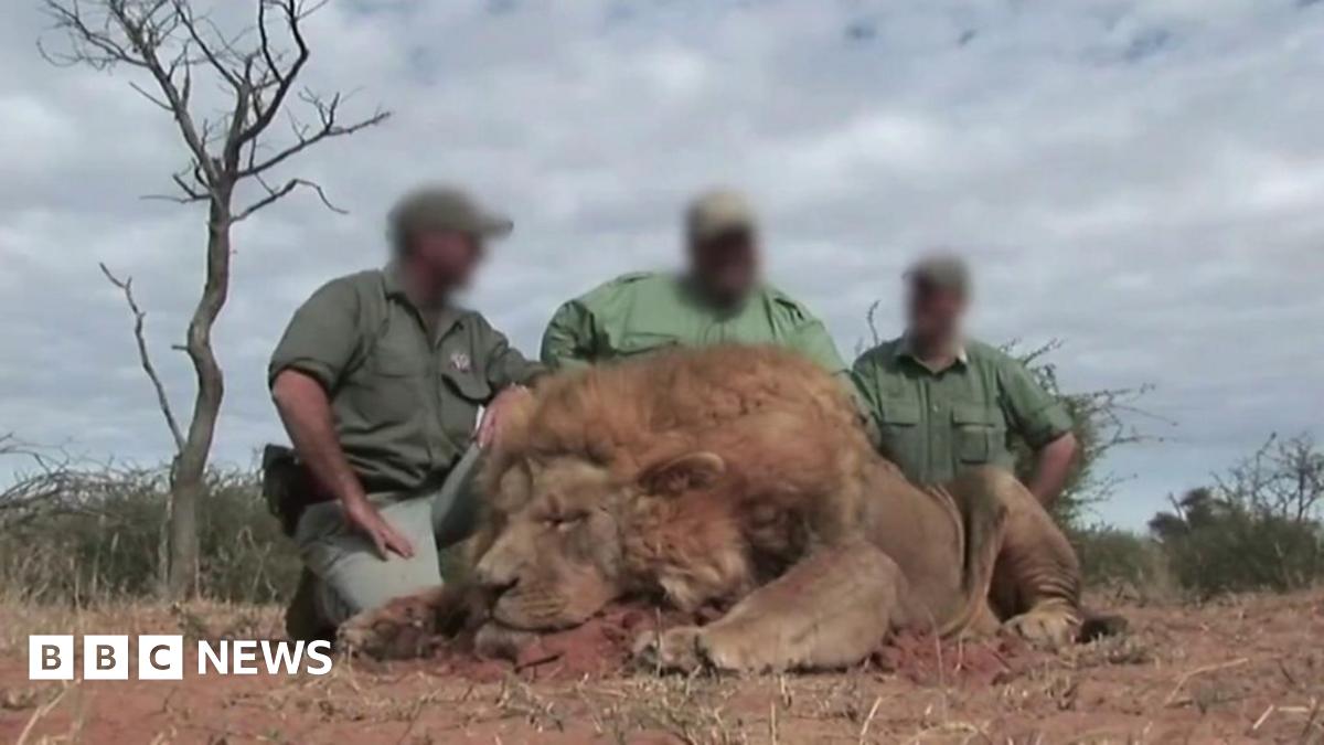 Are lion hunters in South Africa shooting tame animals? - BBC News