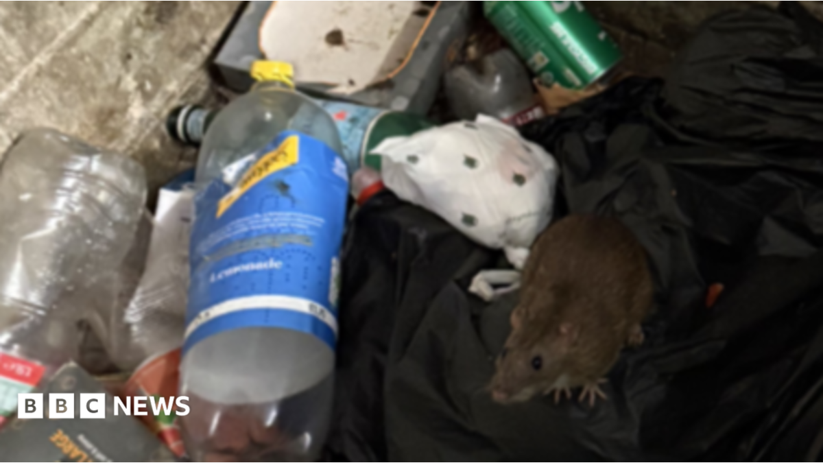 Rat infestation causes months of 'terror' at flats in Hackney - BBC News