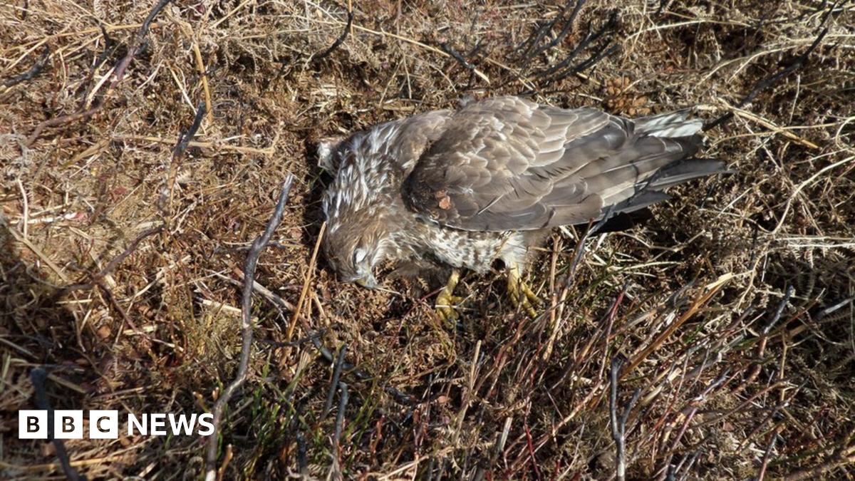 Poisoned buzzard had enough toxin to 'kill a child' - BBC News