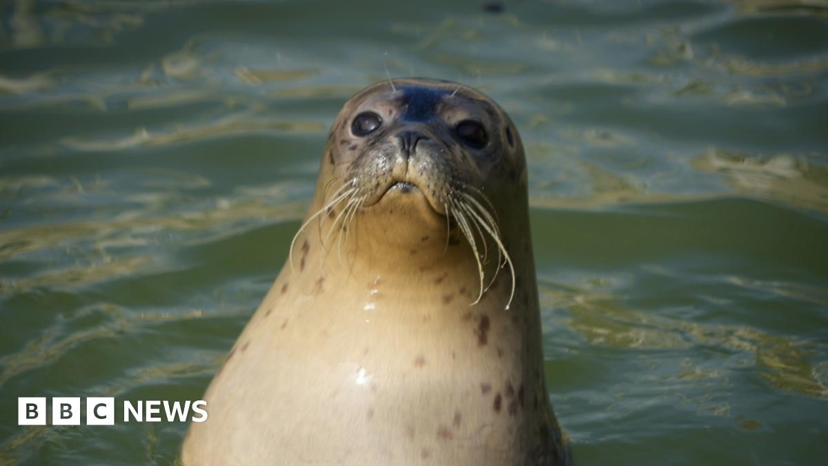 Seals could be 'wiped from Norfolk and Suffolk due to mouth rot' - BBC News