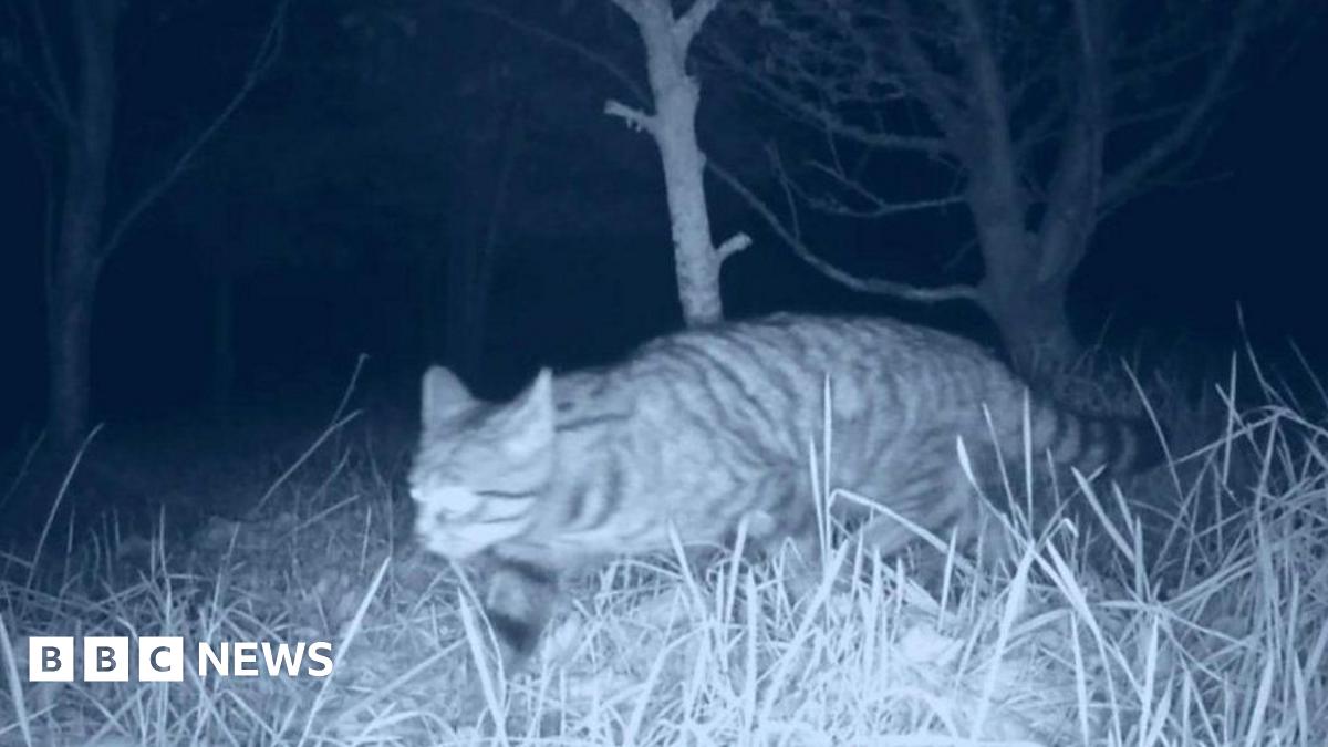 New wildcat night hunt footage reveals stalking behaviour - BBC News