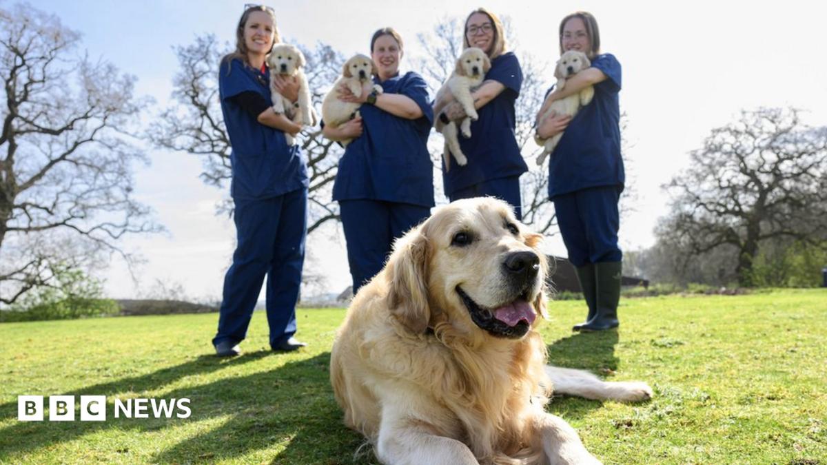Guide dog dubbed Dogfather retires after fathering 300 puppies - BBC News