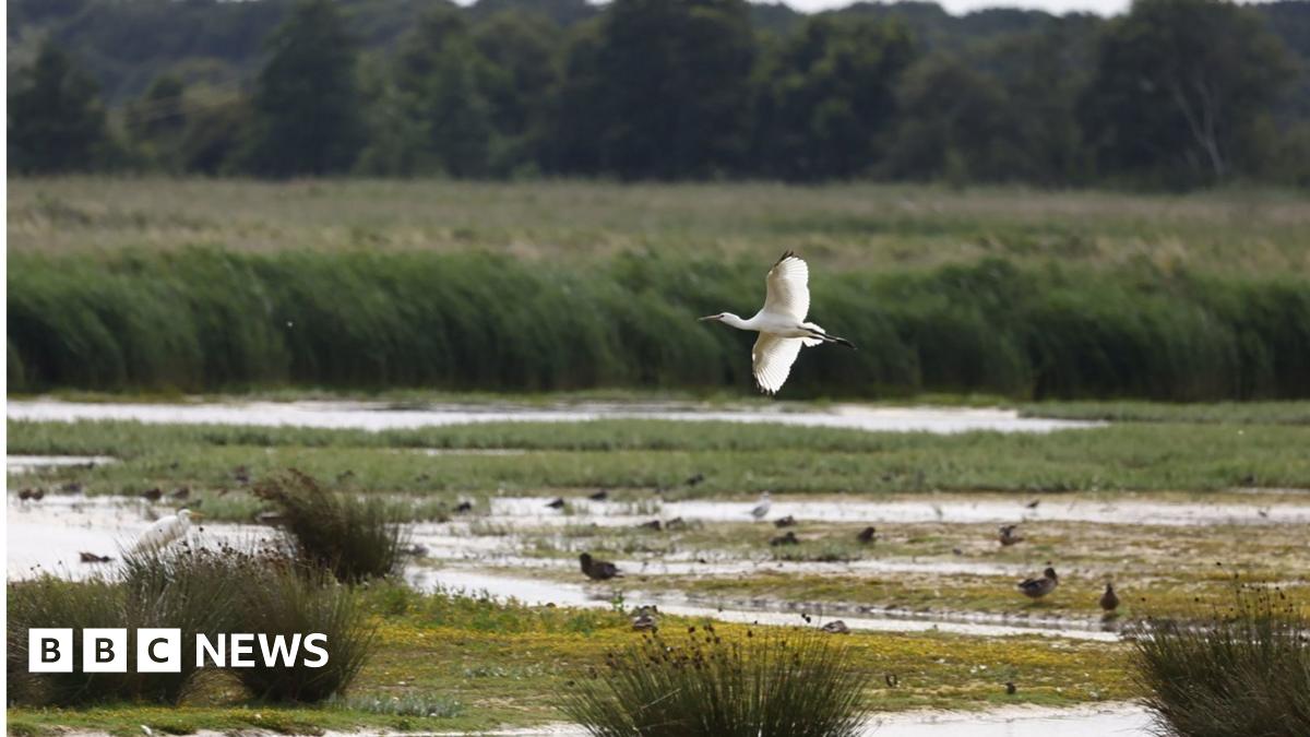 Norfolk wetland project to prevent river pollution approved - BBC News