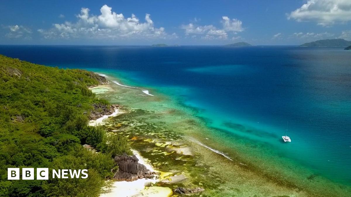 How Seychelles ocean plants could help tackle climate change - BBC News