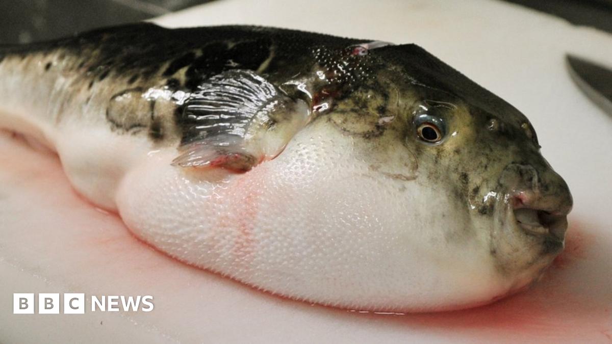 Japanese city on alert for deadly fugu blowfish - BBC News