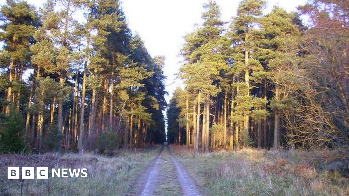 Relocated Dalby Forest sculpture plan approved - BBC News