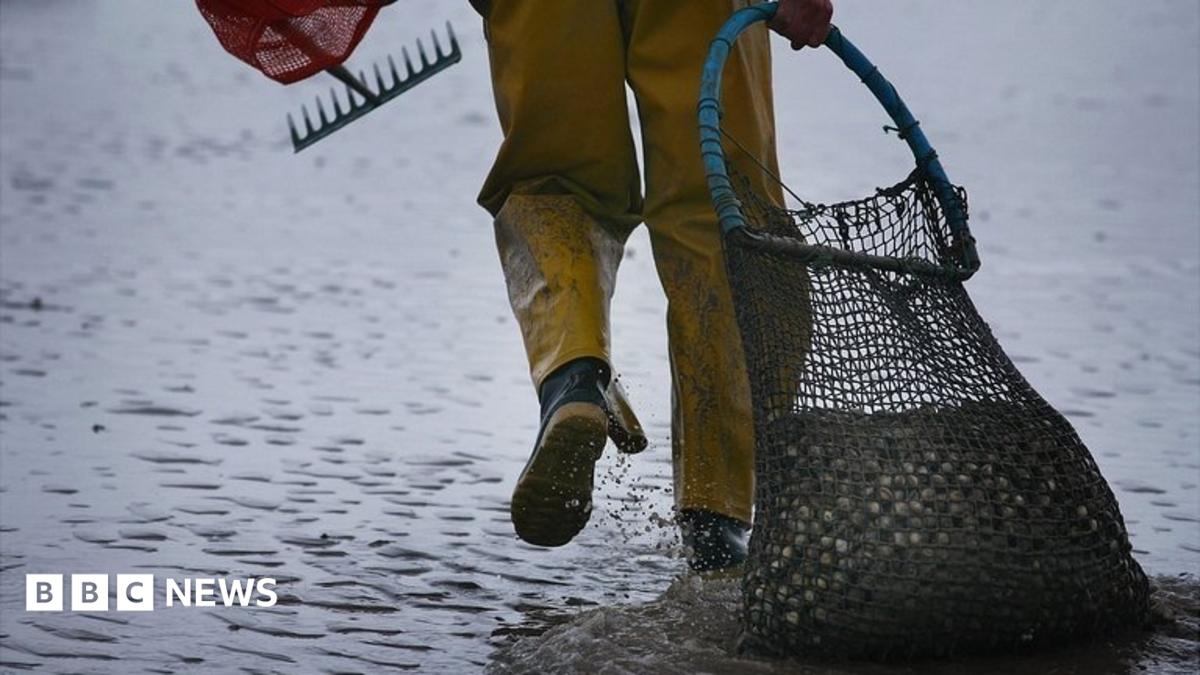 Morecambe Bay cockling disaster to become musical - BBC News