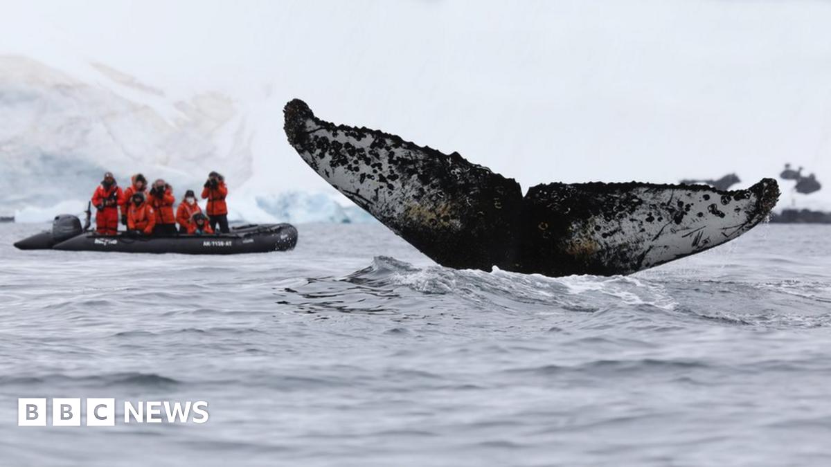 Name that whale! How AI aces animal spotting - BBC News