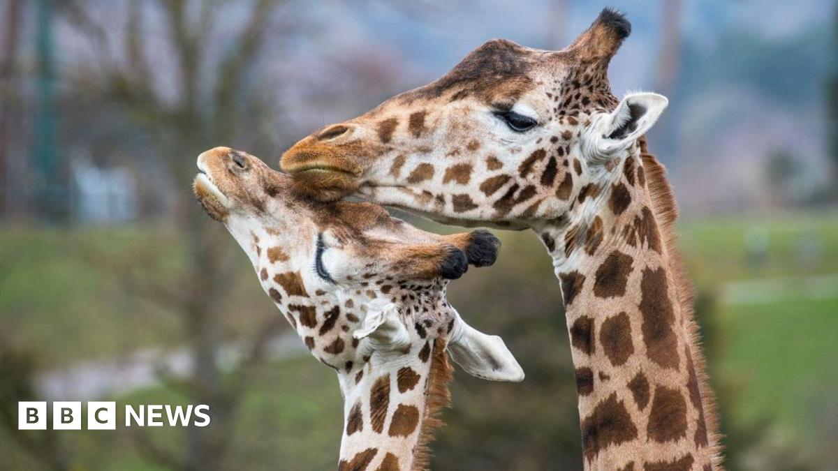 How keepers help animals while West Midlands Safari park is shut - BBC News