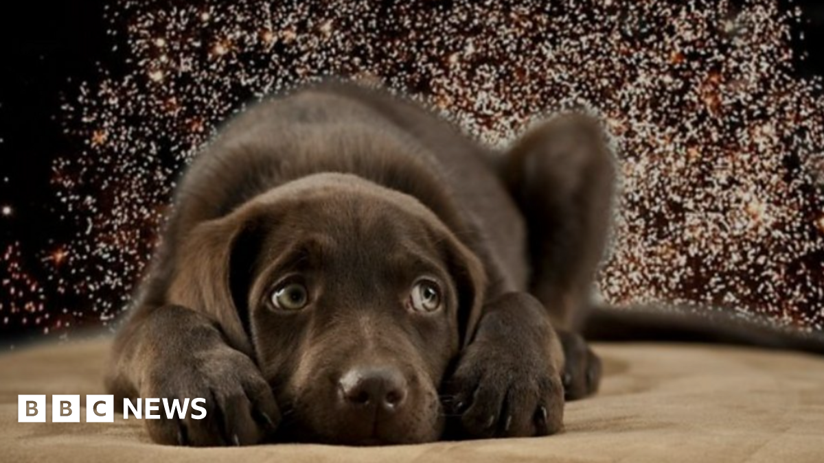 Loud fireworks can have 'fatal outcomes' for animals says RSPCA - BBC News