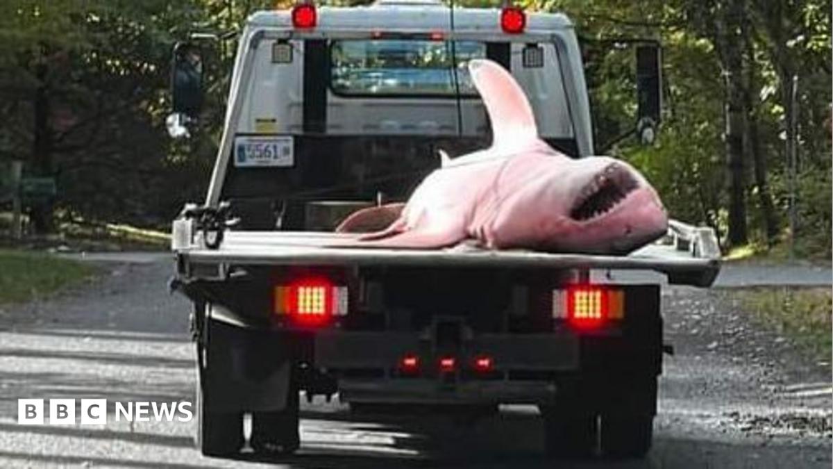 Massive great white shark washes up dead on Cape Cod beach - BBC News
