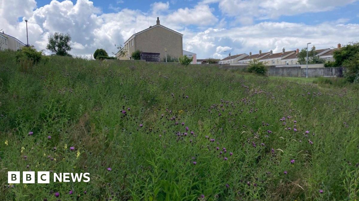 Cornwall wildflower project boosted pollinating insects - study - BBC News