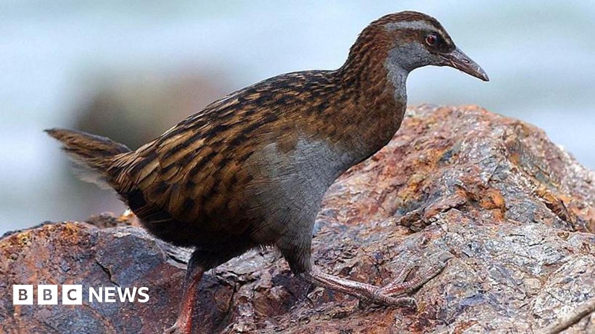 Reality show contestant killed and ate protected bird in NZ - BBC News