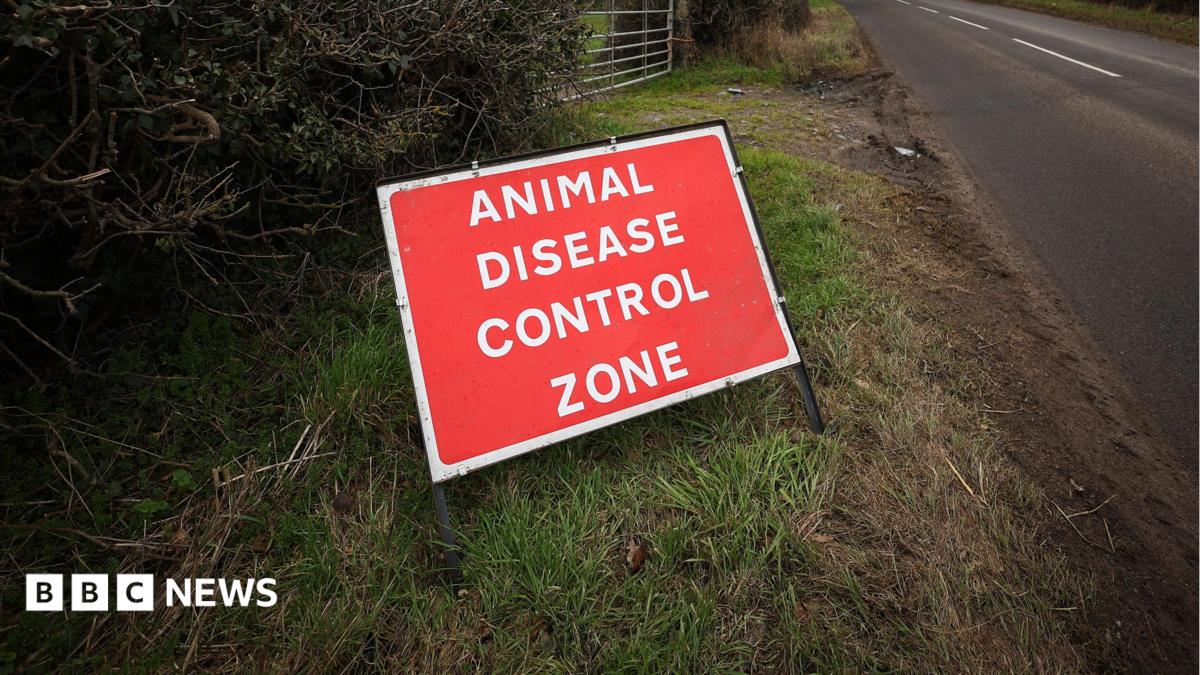 Stanhope bird flu protection zone lifted - BBC News