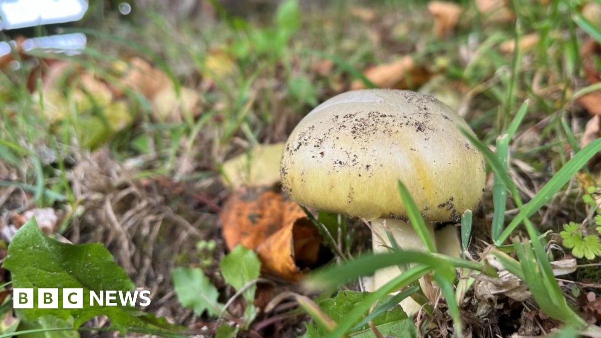 Three people hospitalised after mushroom poisoning in Jersey - BBC News