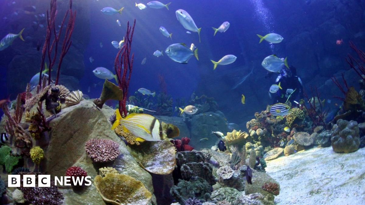 Aquariums 'deliver significant health benefits' - BBC News