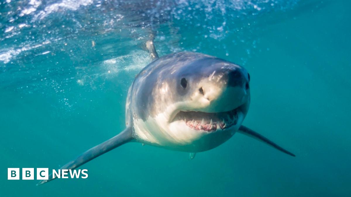 South Africa's shark spotters back in action as great whites return ...
