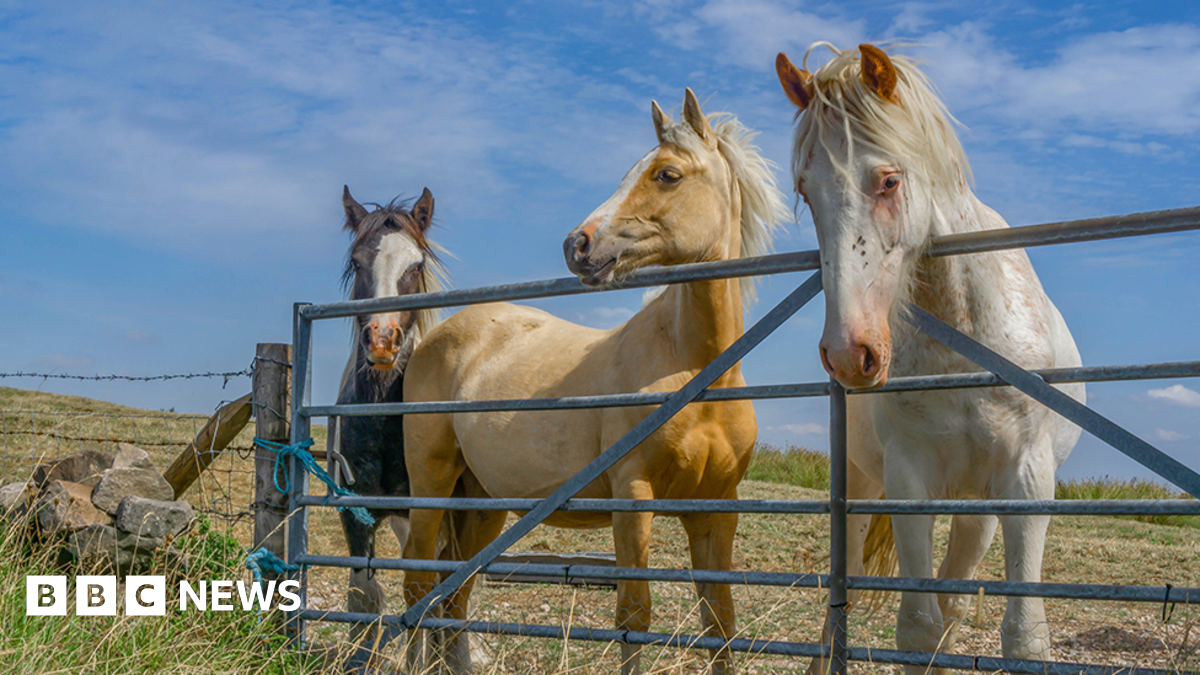 Your photos from across the West Midlands - BBC News
