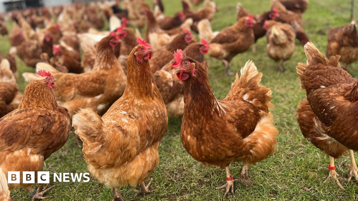 Bird Flu Outbreak: Scotland Farms Affected & Restrictions Issued ...